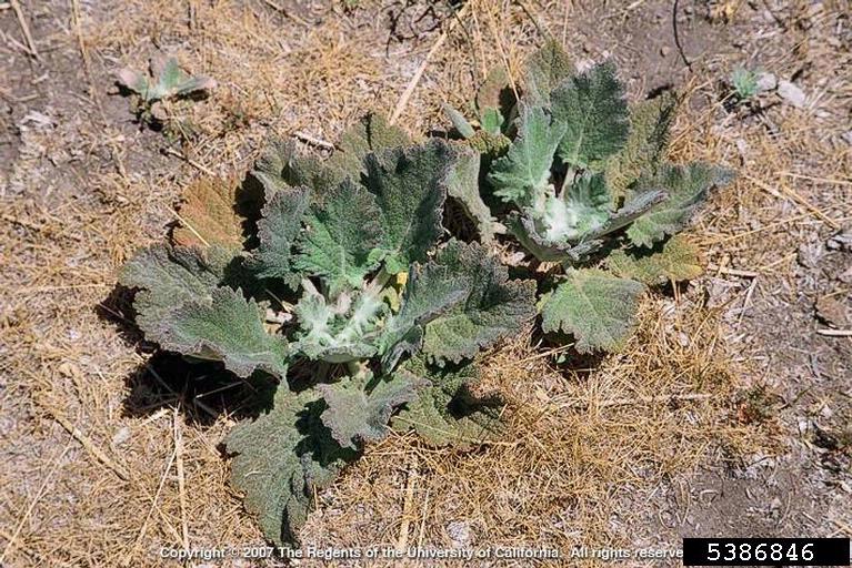 Mediterranean sage (Salvia aethiopis L.)