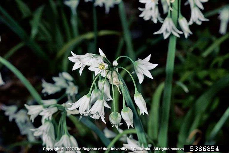 three-cornered leek (Allium triquetrum)