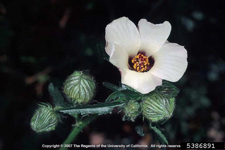 Venice mallow (Hibiscus trionum L.)