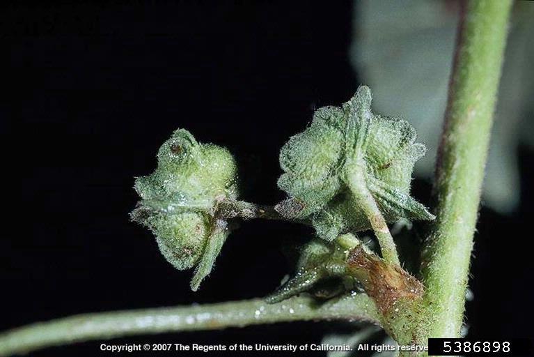 common mallow (Malva neglecta)