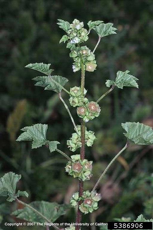little mallow (Malva parviflora)