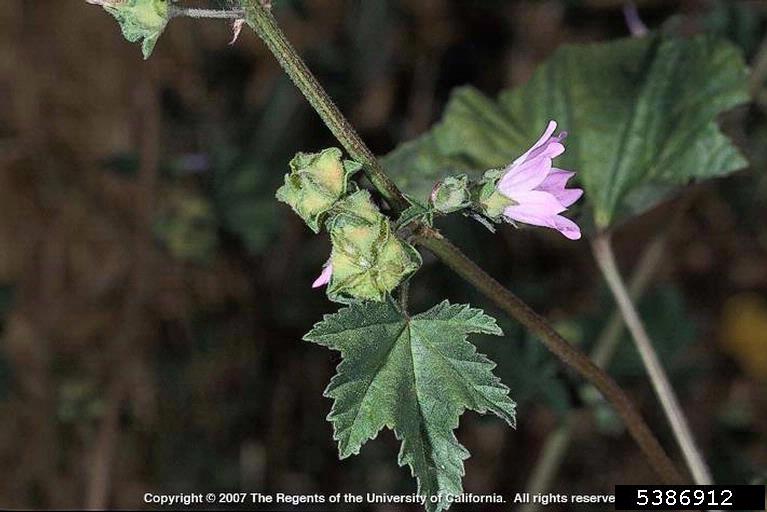 high mallow (Malva sylvestris)