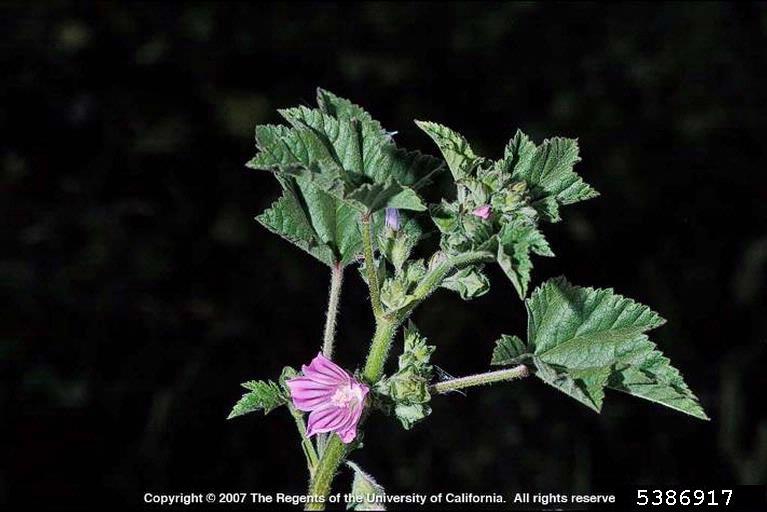 Cornish mallow (Lavatera cretica L.)