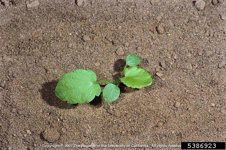bristly mallow (Modiola caroliniana)