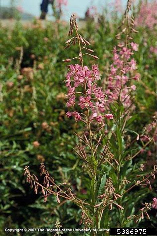 fireweed (Chamerion angustifolium (L.) Holub)
