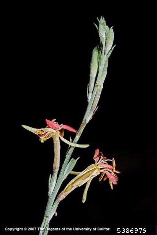 scarlet gaura (Gaura coccinea)