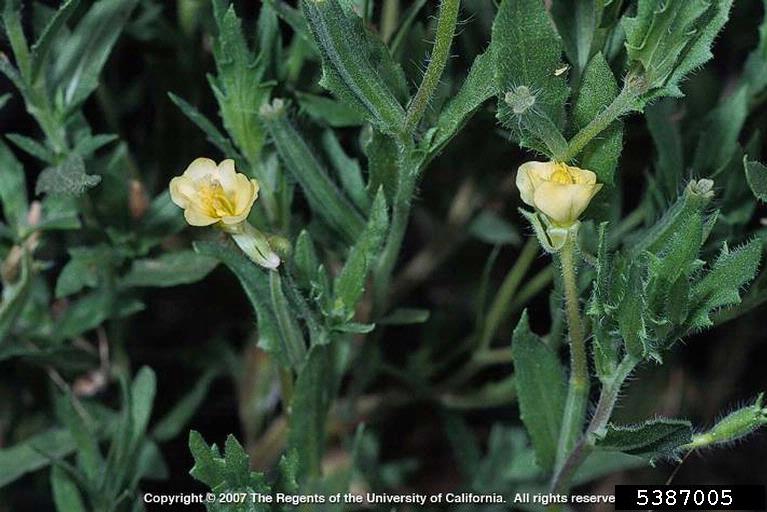 cutleaf evening-primrose (Oenothera laciniata Hill)