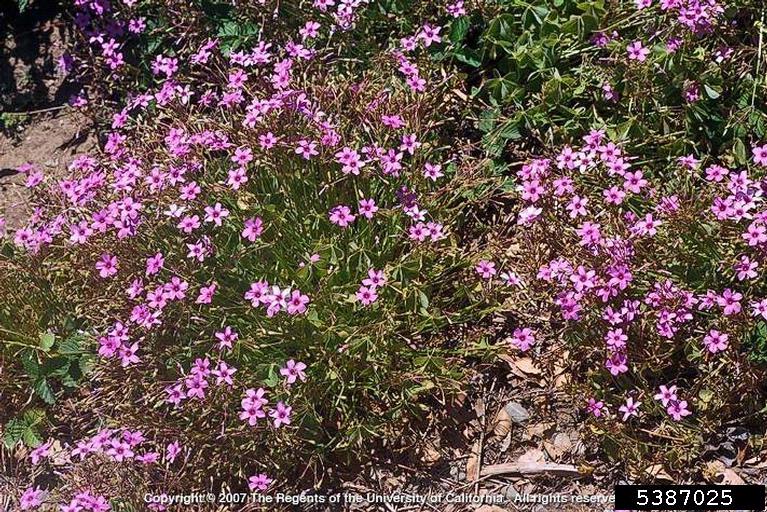 windowbox woodsorrel (Oxalis rubra)