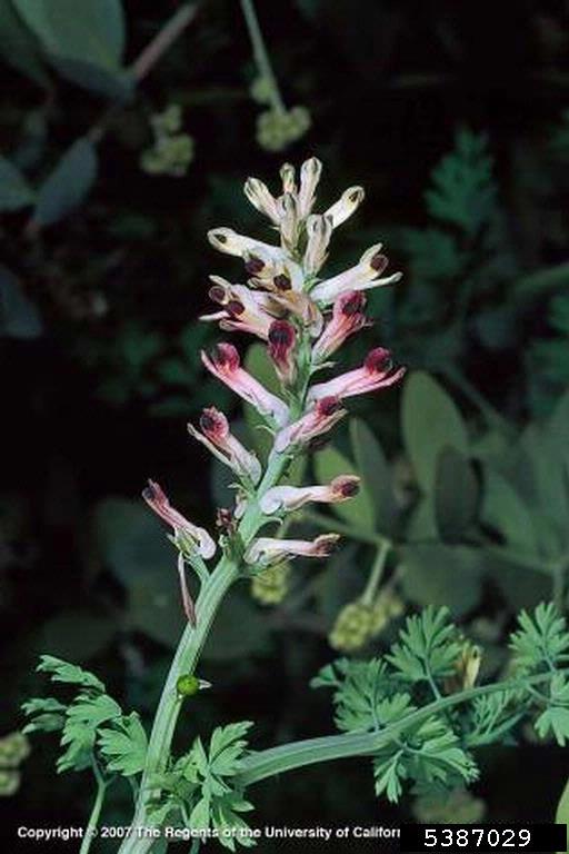 drug fumitory (Fumaria officinalis L.)