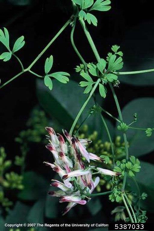white ramping fumitory (Fumaria capreolata)