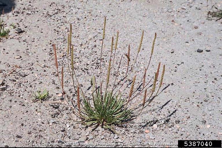 buckhorn plantain (Plantago coronopus)