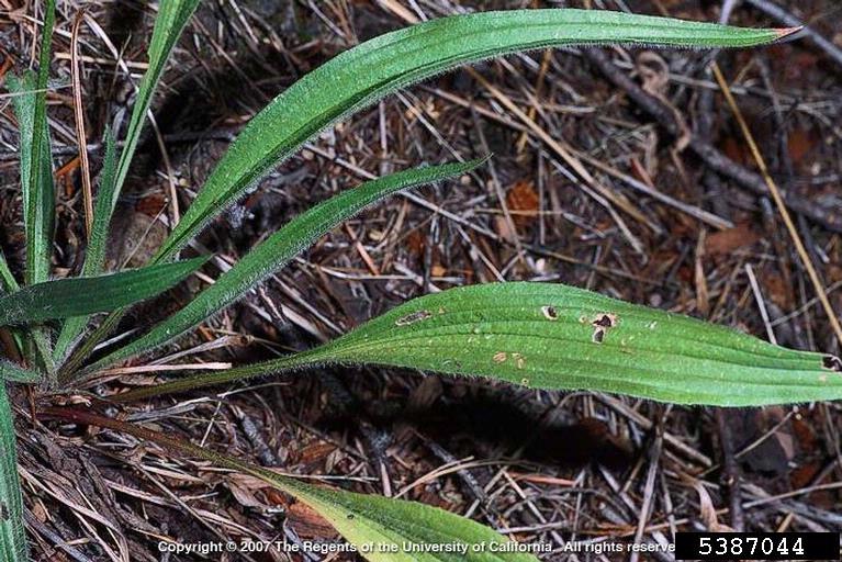 buckhorn plantain (Plantago lanceolata L.)