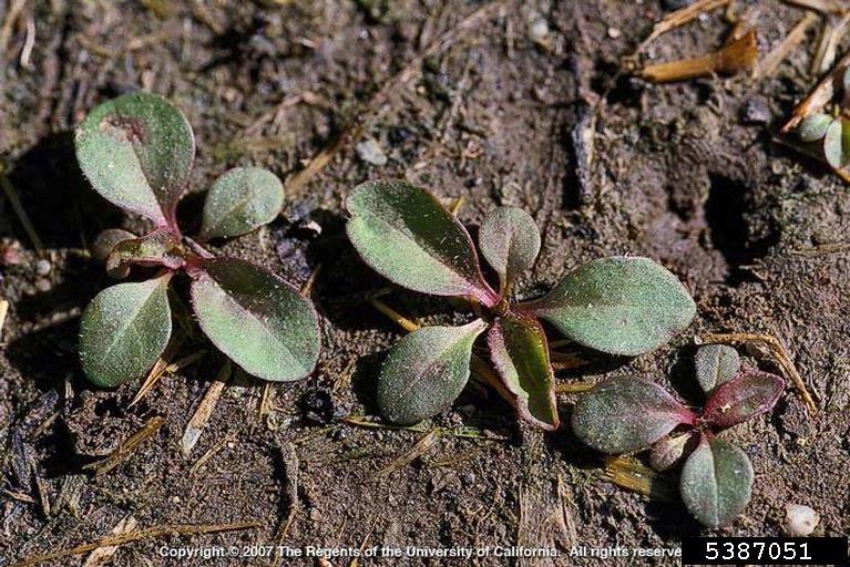broadleaf plantain (Plantago major L.)