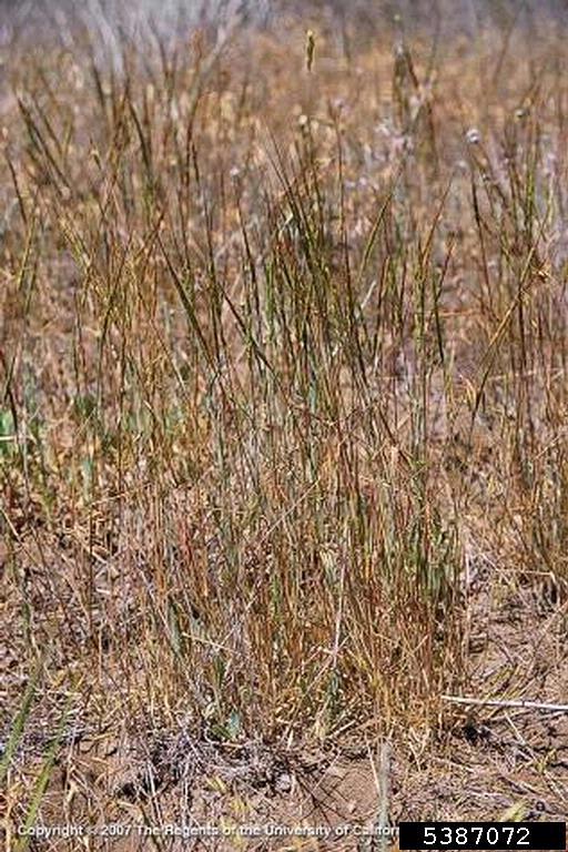 jointed goatgrass (Aegilops cylindrica)
