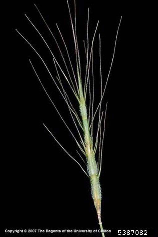 barb goatgrass (Aegilops triuncialis L)