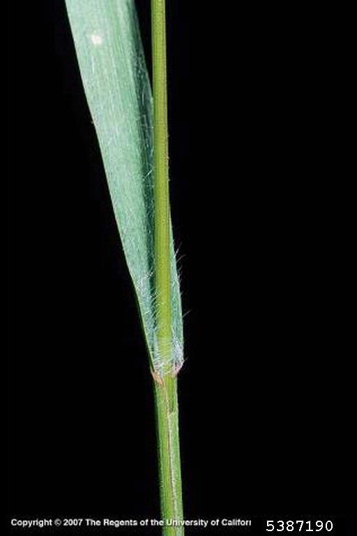 weedy brome (Bromus alopecuros)