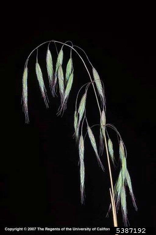 Australian chess (Bromus arenarius)