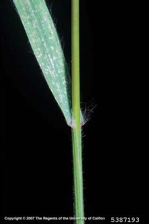 Australian chess (Bromus arenarius)