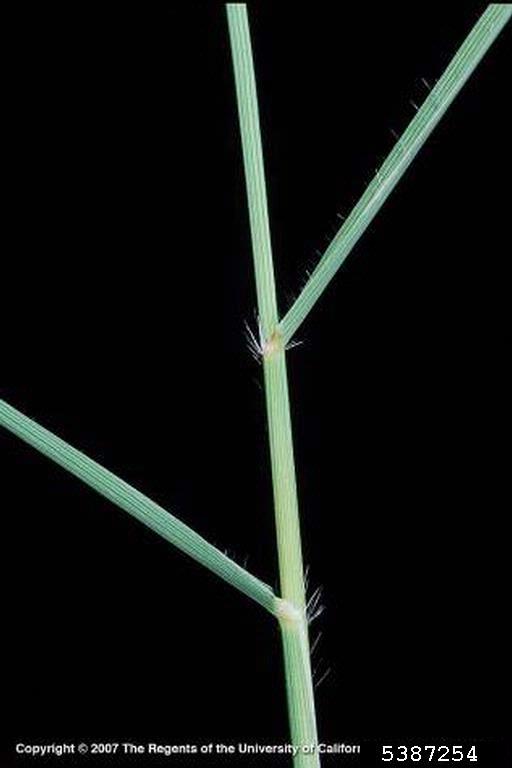 saltgrass, Distichlis spicata (Cyperales: Poaceae) - 5387254