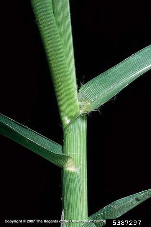 goosegrass (Eleusine indica)