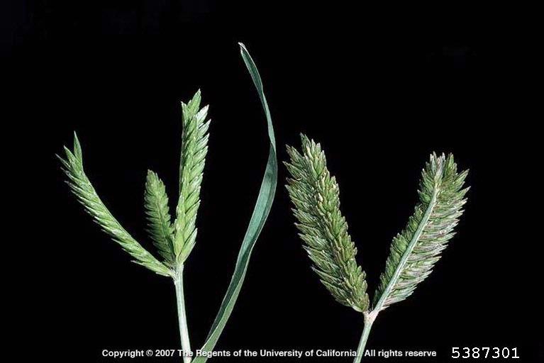 threespike goosegrass (Eleusine tristachya)