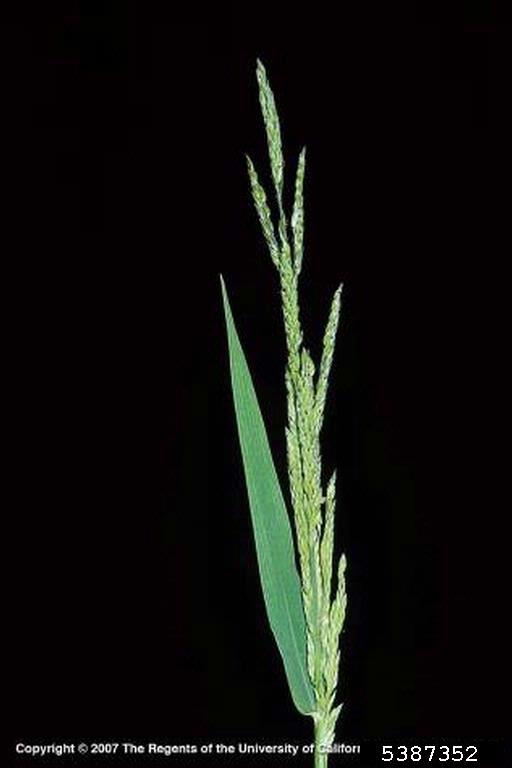 southwestern cupgrass (Eriochloa acuminata)