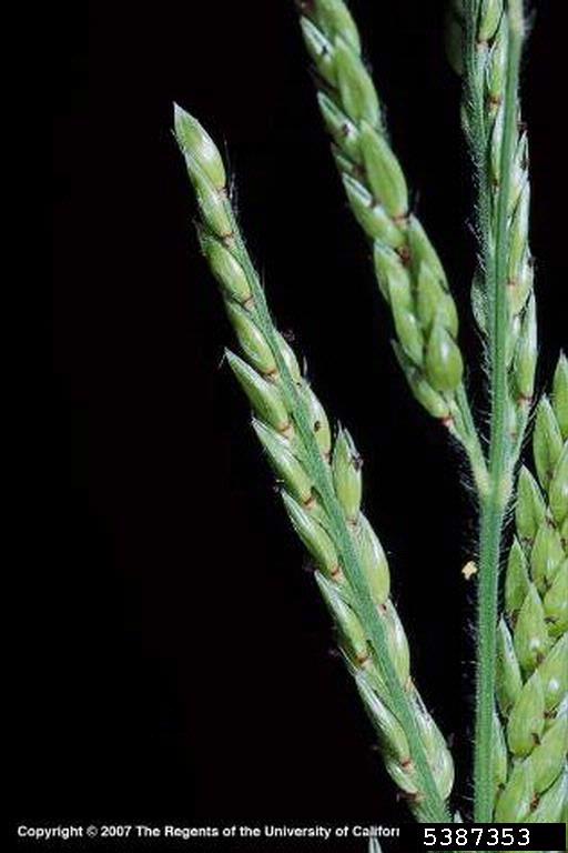 southwestern cupgrass (Eriochloa acuminata)