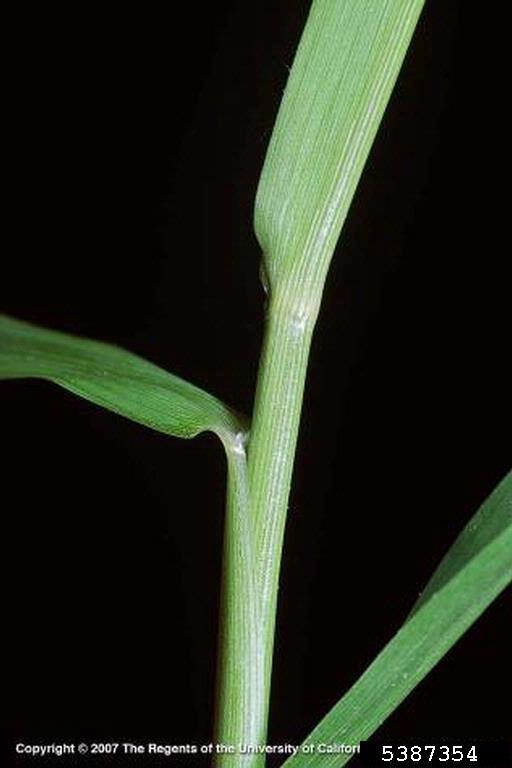 southwestern cupgrass (Eriochloa acuminata (J. Presl) Kunth)