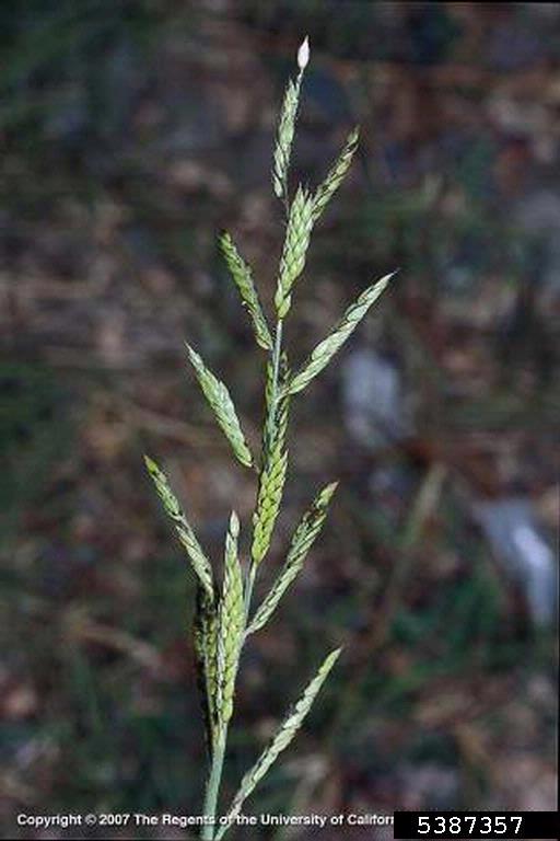 prairie cupgrass, Eriochloa contracta (Cyperales: Poaceae) - 5387357