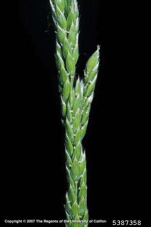 prairie cupgrass (Eriochloa contracta)