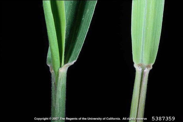 prairie cupgrass, Eriochloa contracta (Cyperales: Poaceae) - 5387359