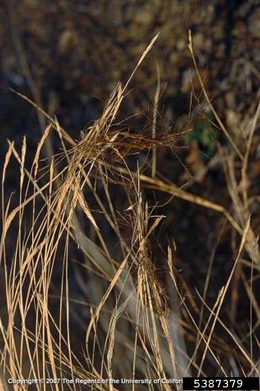 tanglehead (Heteropogon contortus)
