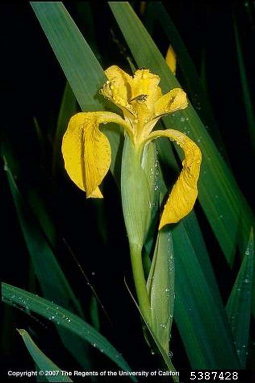 pale yellow iris, yellow flag iris (Iris pseudacorus L.)