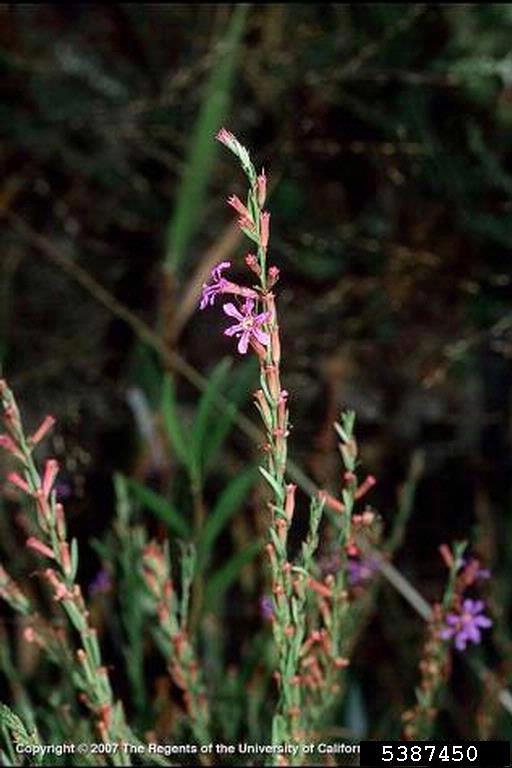 California loosestrife (Lythrum californicum)