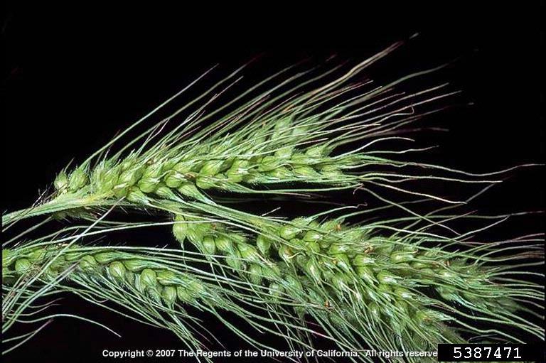 early watergrass (Echinochloa oryzoides (Ard.) Fritsch)