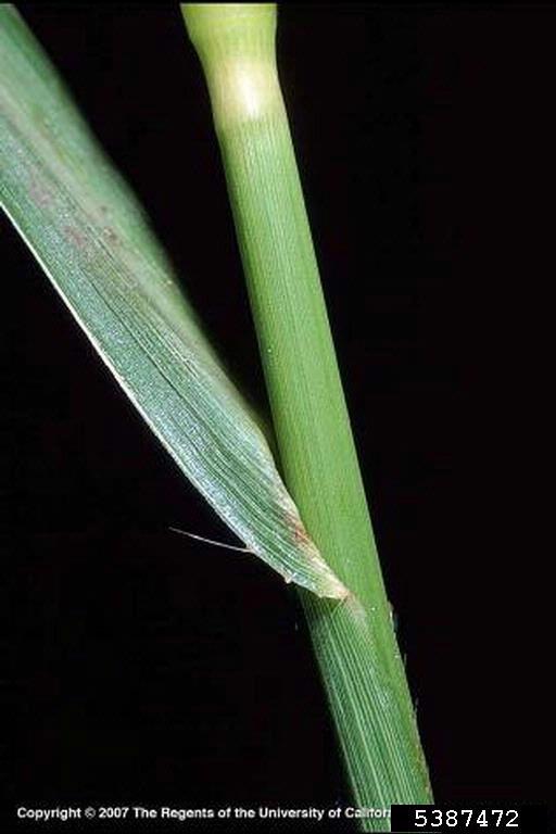 early watergrass (Echinochloa oryzoides (Ard.) Fritsch)