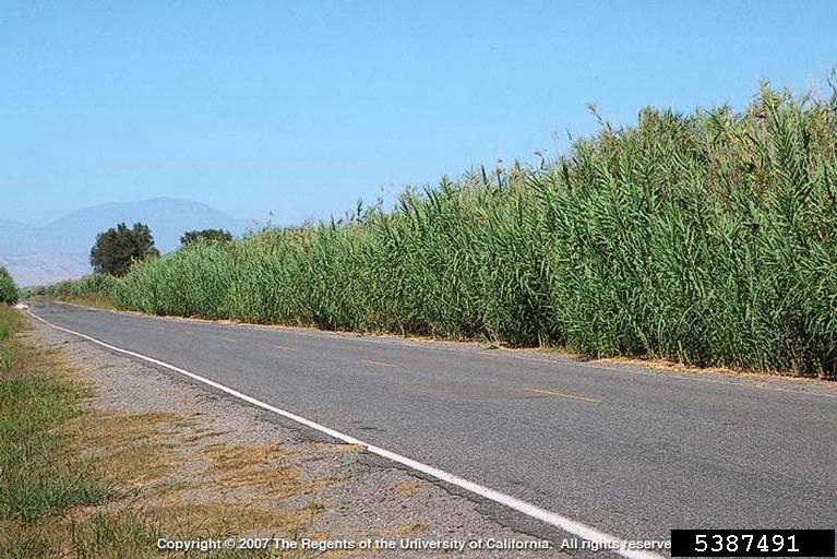 giant reed (Arundo donax)