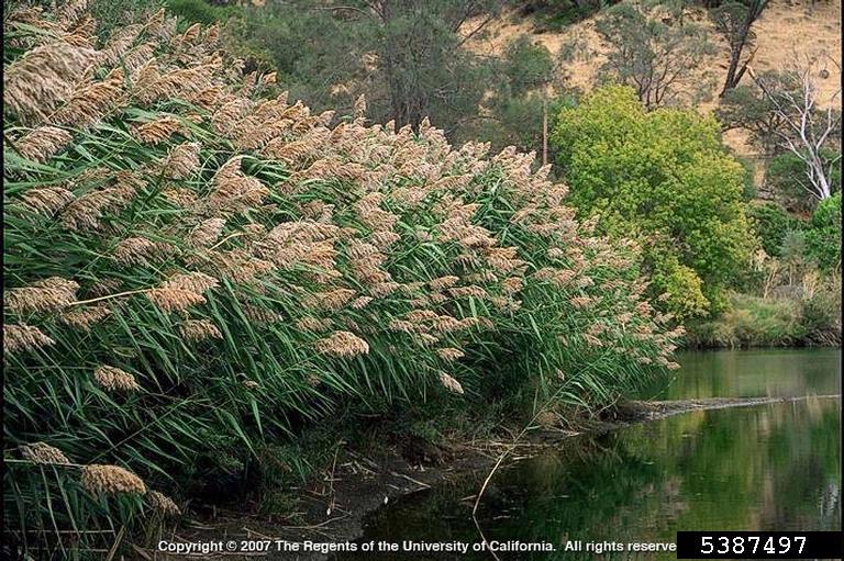 common reed, Phragmites australis (Cyperales: Poaceae) - 5387497