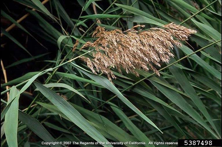 common reed (Phragmites australis (Cavanilles) Trinius ex Steudel)