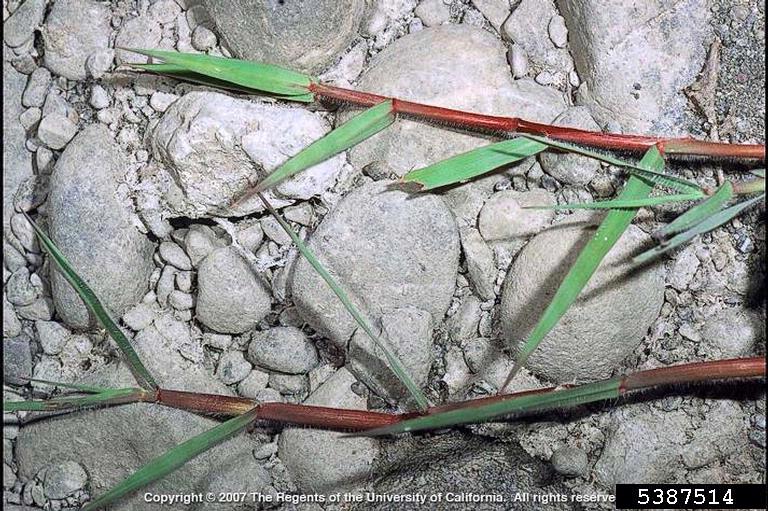 knotgrass (Paspalum distichum)