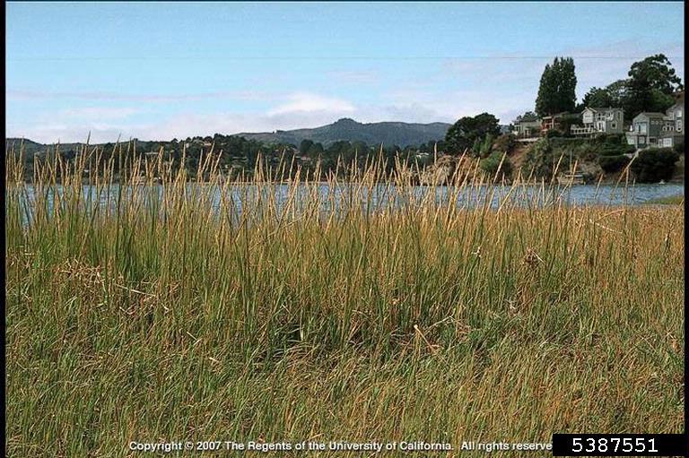 cordgrass (Genus Spartina)