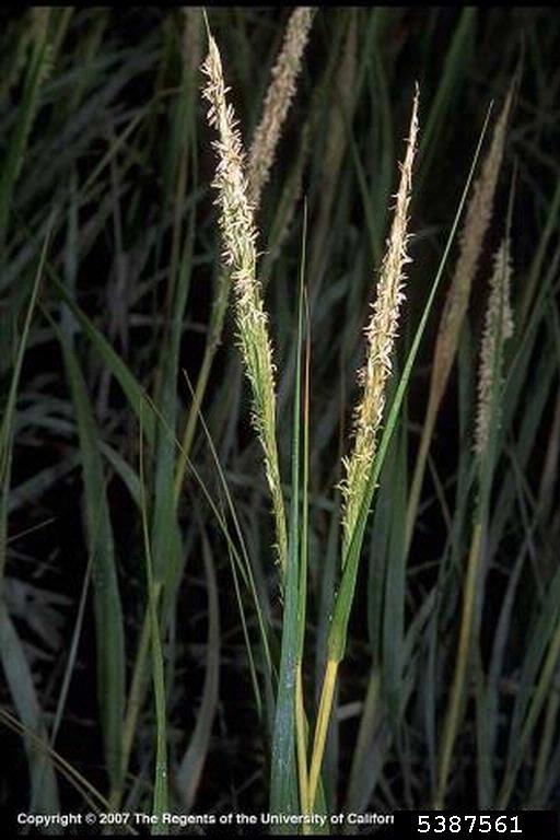 California cordgrass (Spartina foliosa)