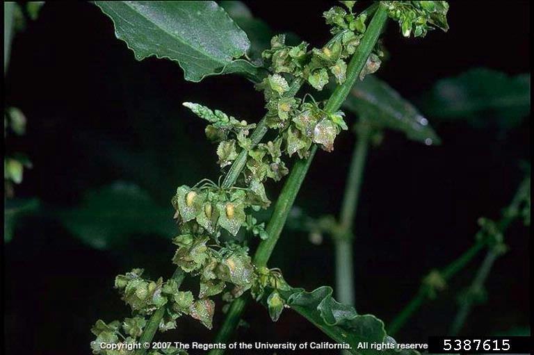 Kerner's dock (Rumex kerneri)