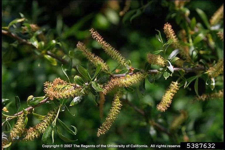 red willow (Salix laevigata)