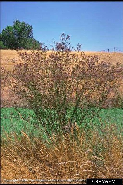tall vervain (Verbena bonariensis L.)