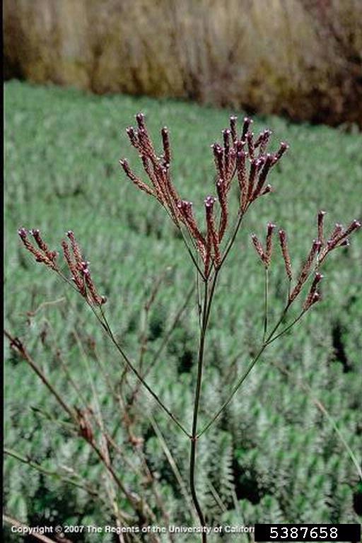 tall vervain (Verbena bonariensis)