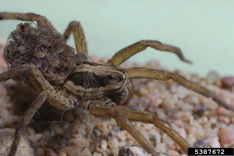 wolf spiders (family Lycosidae) (Family Lycosidae)