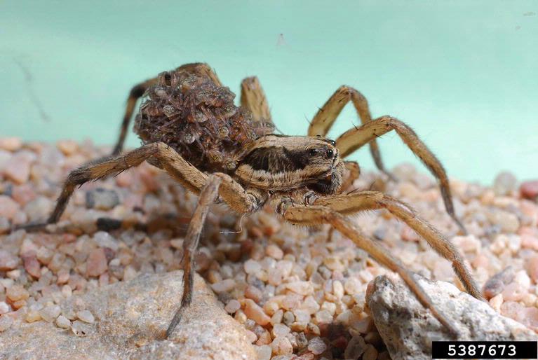 wolf spiders (Family Lycosidae Sundevall, 1833)