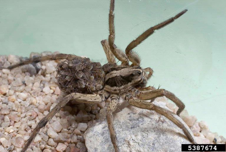 wolf spiders (family Lycosidae) (Family Lycosidae)