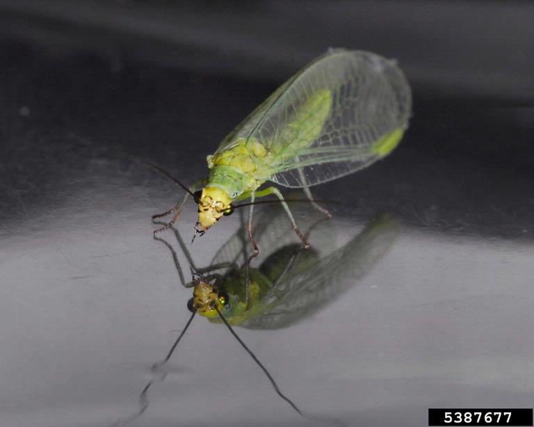 lacewings (family Chrysopidae), (Neuroptera: Chrysopidae) - 5387677